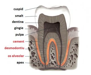 Noţiuni de anatomie gingivo-parodontală | Chirurgie Orala